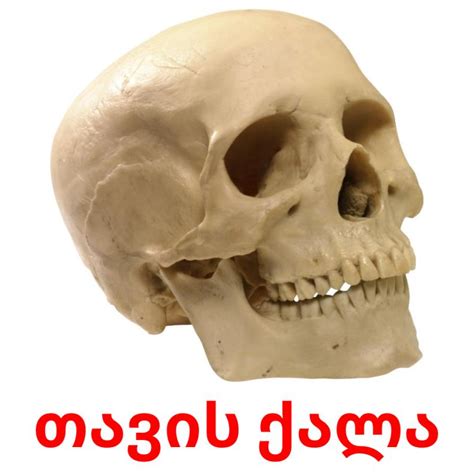 58 Free People Flashcards In Georgian Printable Pdfs