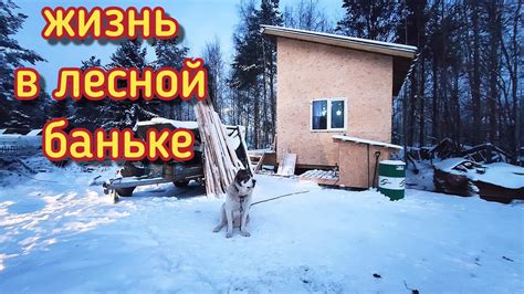 Ужас потёк дом как теперь избавляться от воды будка для Зевса готова Youtube