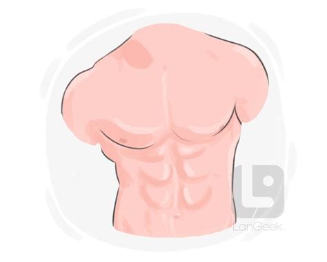 Definition And Meaning Of Body Picture Dictionary