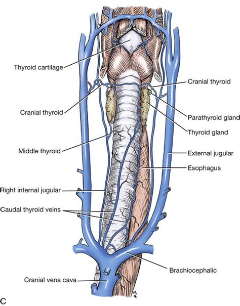 The Endocrine System Veterian Key