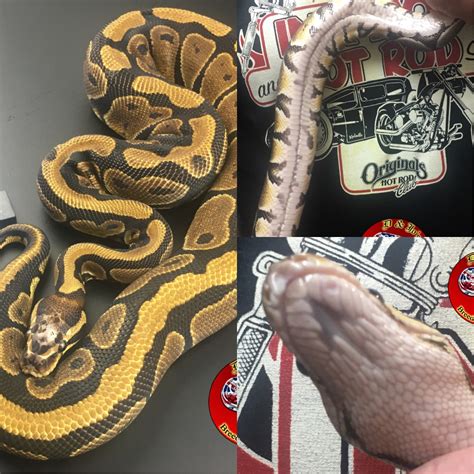 Microscale Ball Python Traits Morphpedia