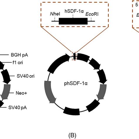 Plasmid Structure A Structure Of The Pcdna3 1 − B Structure Of