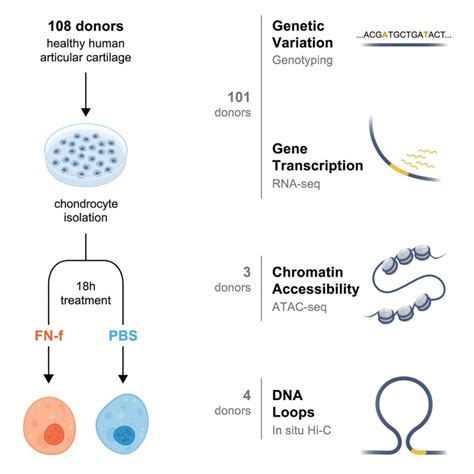 Sexually Dimorphic Dopaminergic Circuits Determine Sex Preference And