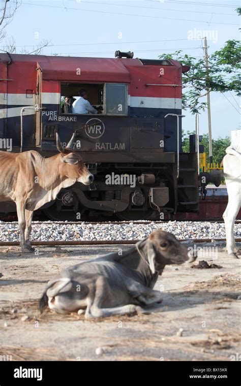 Train Railway India Bundi Transport Cow Voyager Tren Rail Urban Tourism