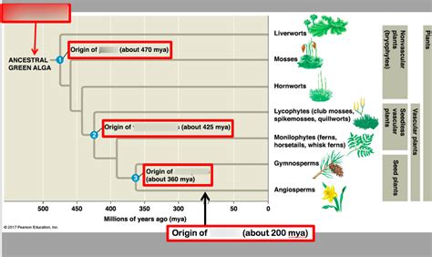 Creation And Diversification Of Plants Diagram Quizlet