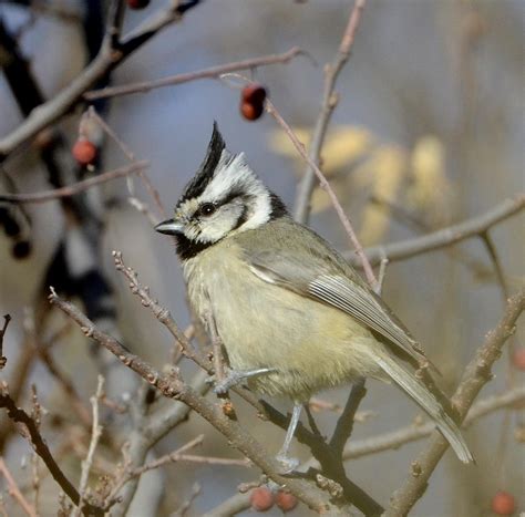 Birdseye Photography Review Photos