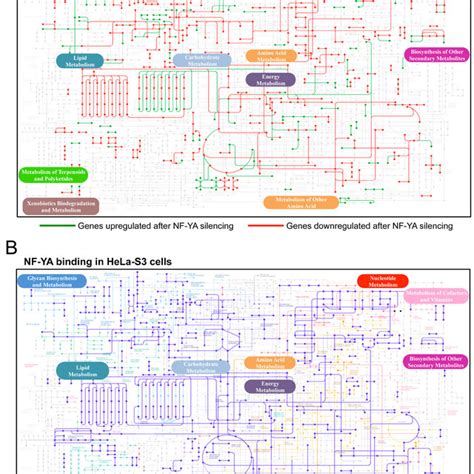 Schematic Representation Of Metabolic Pathways Regulated By NF Y