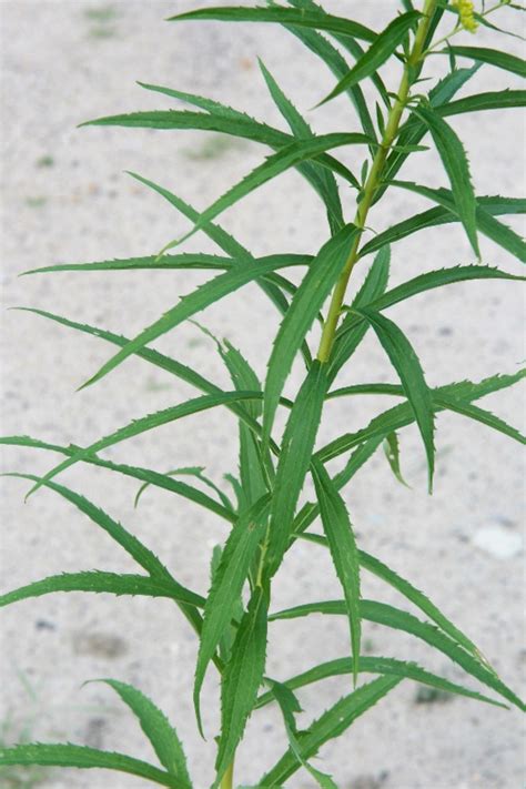 Solidago Canadensis Leaf
