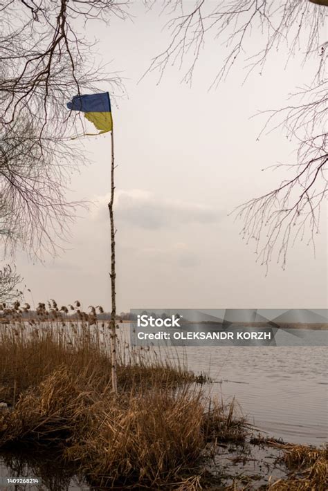 자작 나무 줄기로 만든 큰 우크라이나 국기를 주제로 한 사진 0명에 대한 스톡 사진 및 기타 이미지 0명 2022년 러시아의 우크라이나 침공 강 Istock