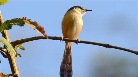 How To Calculate Relative Abundance Ecology Ecology Today