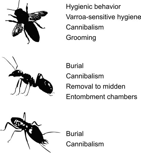 Social Immunity Strategies Exhibited By Honey Bees Ants And Termites Download Scientific Diagram
