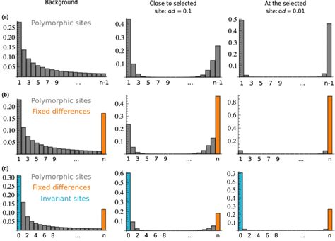 Effects Of A Selective Sweep On The Expected Site Frequency Spectrum Download Scientific