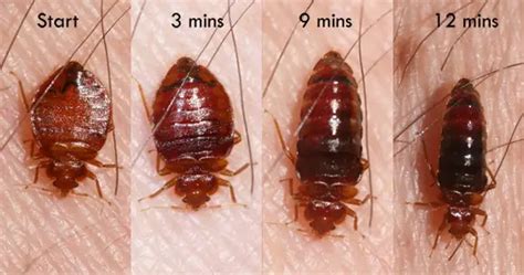 How Do Lice Turn Into Bed Bugs