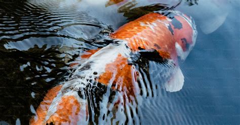 연못에서 수영하는 두 개의 주황색과 흰색 잉어 물고기 사진 Unsplash의 연못 이미지