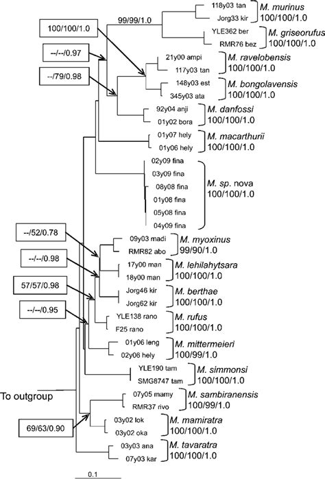 Maximum Likelihood Phylogram Of The Concatenated Dataset Constructed Download Scientific