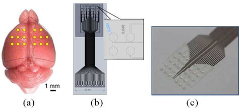 Opto ECoG Array A Initial Design Of Opto ECoG Array B CAD Download Scientific Diagram