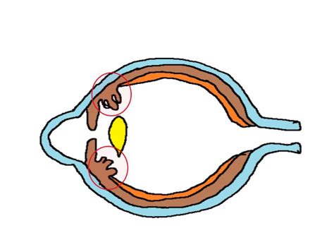 Anatomy Of The Ciliary Body Insight Ophthalmology