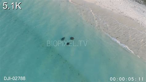 4k Green Sea Turtles Mating Aerial Green Sea Turtles Mating In Shallow Water 5 1k 1 On Vimeo