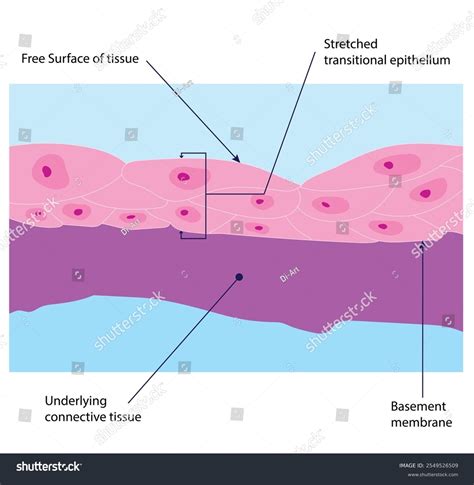 Transitional Epithelium When Organ Stretched Tissue Stock Vector
