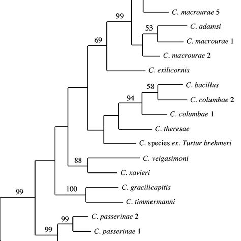 Single Most Parsimonious Tree Length 2205 Rescaled Consistency Download Scientific Diagram