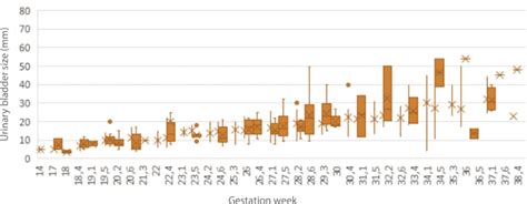 Measurement Of Fetal Urinary Bladder Size In Relation To Gestational Download Scientific