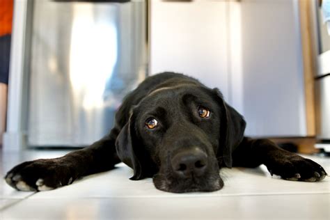 Top 60 Emo Names For Dogs The Naming Nook