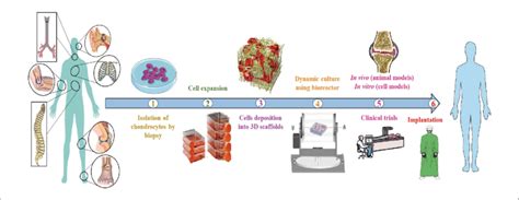 Steps Involved In The Cartilage Tissue Engineering Reproduced From