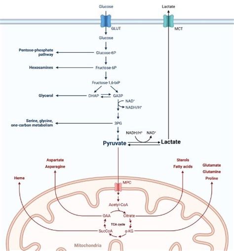 Lactate Dehydrogenase Definition Types And Examples