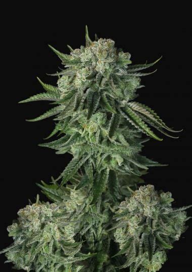 Buy Moby Dick Auto Cannabis Seeds Fast Buds