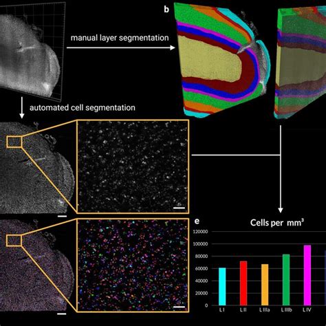 segmentation and cell counting in a high resolution 0 725 µm ×