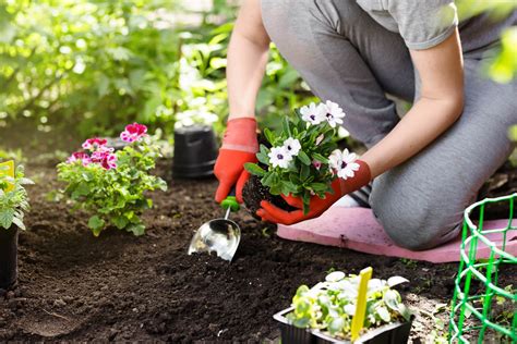 Gardening Tips And Tricks For Beginners