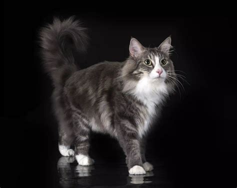 Exploring The Majestic Norwegian Forest Cat Breed Pets24