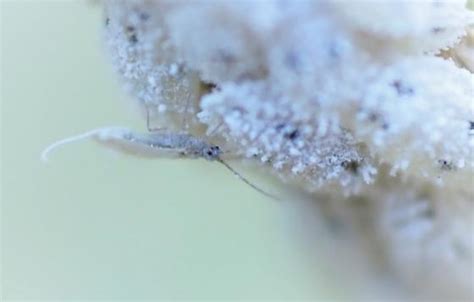 Pseudococcidae Phenacoccinae Phenococcus Bugguide Net