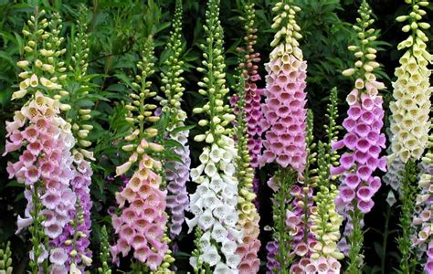 Flower Meanings Foxglove Meaning On Whats Your Sign