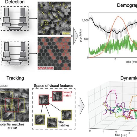 Schematic Of The Detection And Tracking Methods A A Segmentation Download Scientific Diagram