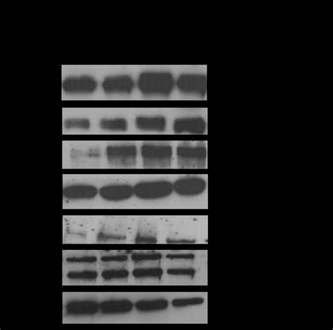 Increase In The Activity Of Pher2 Pher3 Pakt And Perk1 2 In Response