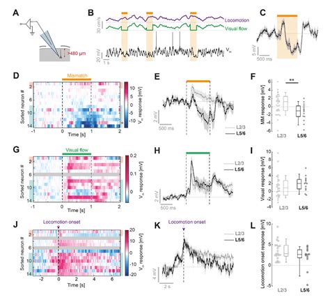 Deep Layer Neurons Show Lack Of Depolarizing Mismatch Responses And