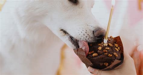 분홍색 화환과 장식의 배경에 촛불이 있는 맛있는 생일 컵케이크를 맛보는 귀여운 강아지 사랑스러운 흰색 스위스 양치기 개 첫 번째 생일을 축하합니다 개 생일 파티 사진