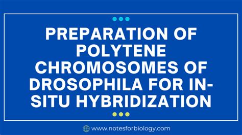 Polytene Chromosomes Of Drosophila Preparation For