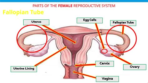 Science Grade 5 The Human Reproductive System Pptx