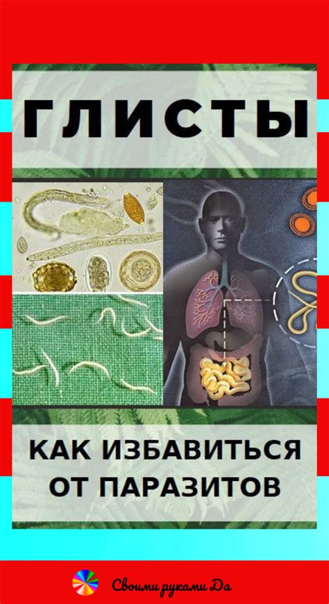 Глисты: Как избавиться от паразитов без таблеток — Своими руками… Да!
