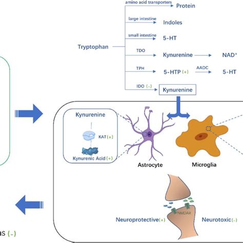 The Biological Functions Of Tryptophan The Relationship Between Download Scientific Diagram