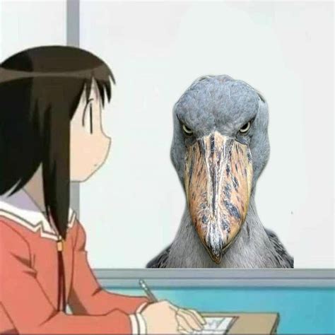 Shoebill Stork Vs Osaka Shoebill Pfp Shoebill Meme Nichijou Crow