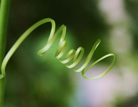 Sacred Geometry Hello Cursive Letters On Green Plant Stem