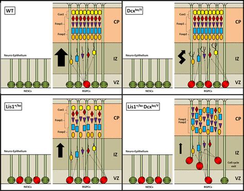 Summary Of Neuronal Migration And Neurogenesis Defects Found In Single Download Scientific