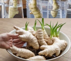 Grow Ginger In Water The Ultimate Beginners Guide To Growing Your Own