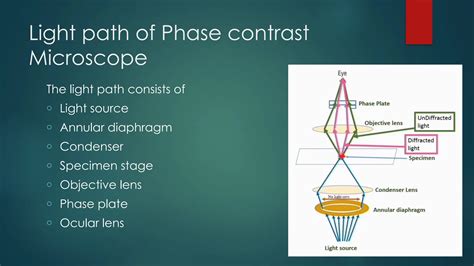 Phase Contrast Microscopy And Differential Interference Contrast Microscopy Dicpptx Physics