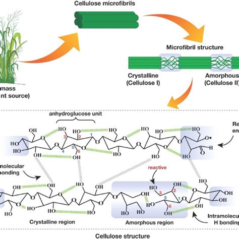 Molecular Structure Of Cellulose Obtained From Biomass E G Plant Download Scientific Diagram