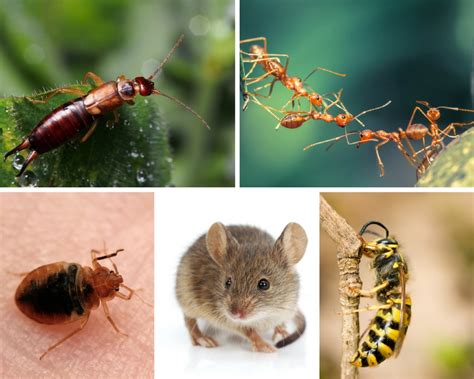 Common Pests P E I Pest Control