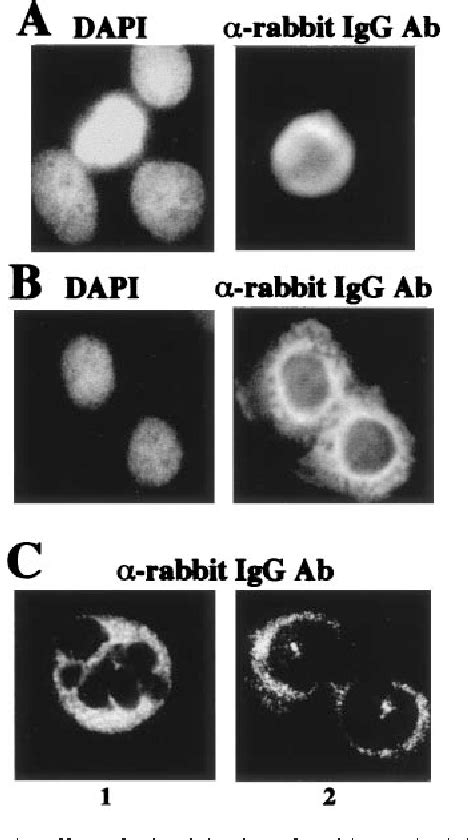 Figure 1 From Identification Of Two Distinct Human Smc Protein Complexes Involved In Mitotic